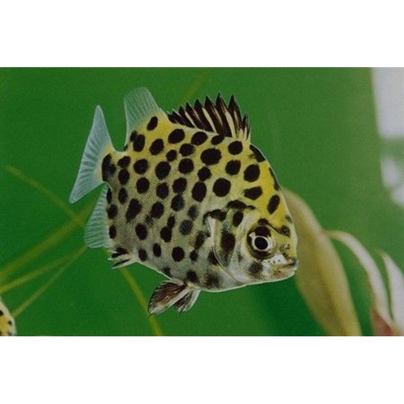 Jual Ikan Kiper / Ketang Ketang | Spotted Scat Fish | Shopee Indonesia