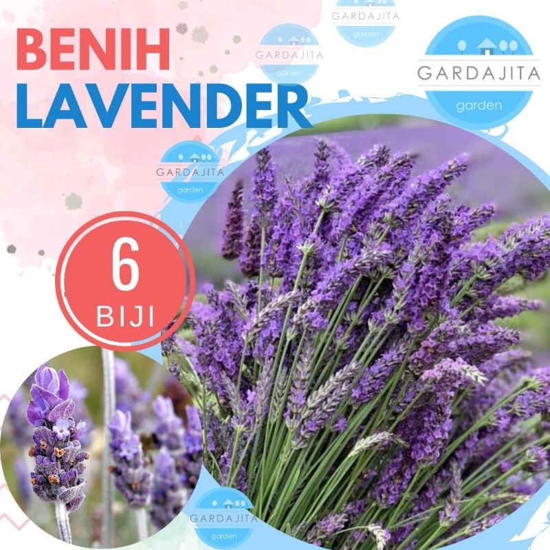 Jual Benih LAVENDER (isi-6) Biji Bunga | Shopee Indonesia