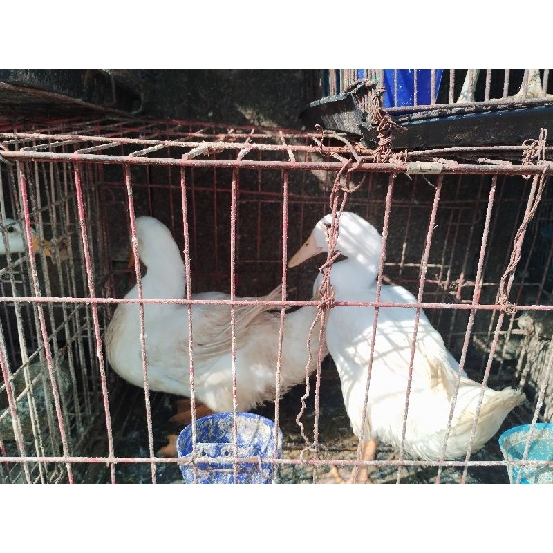 Jual Entog Peking Sepasang Entok Peking Entog Pedaging Dewasa Bandung ...