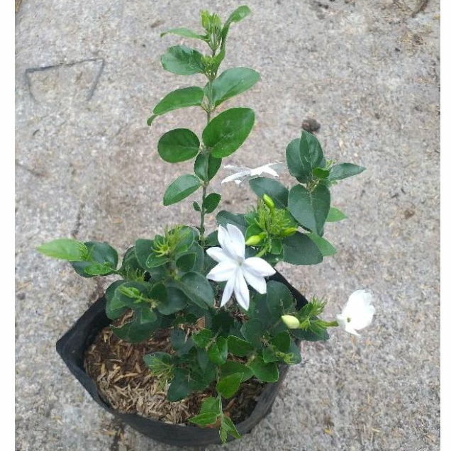 Jual tanaman hias bunga melati star jasmine/melati bintang | Shopee ...