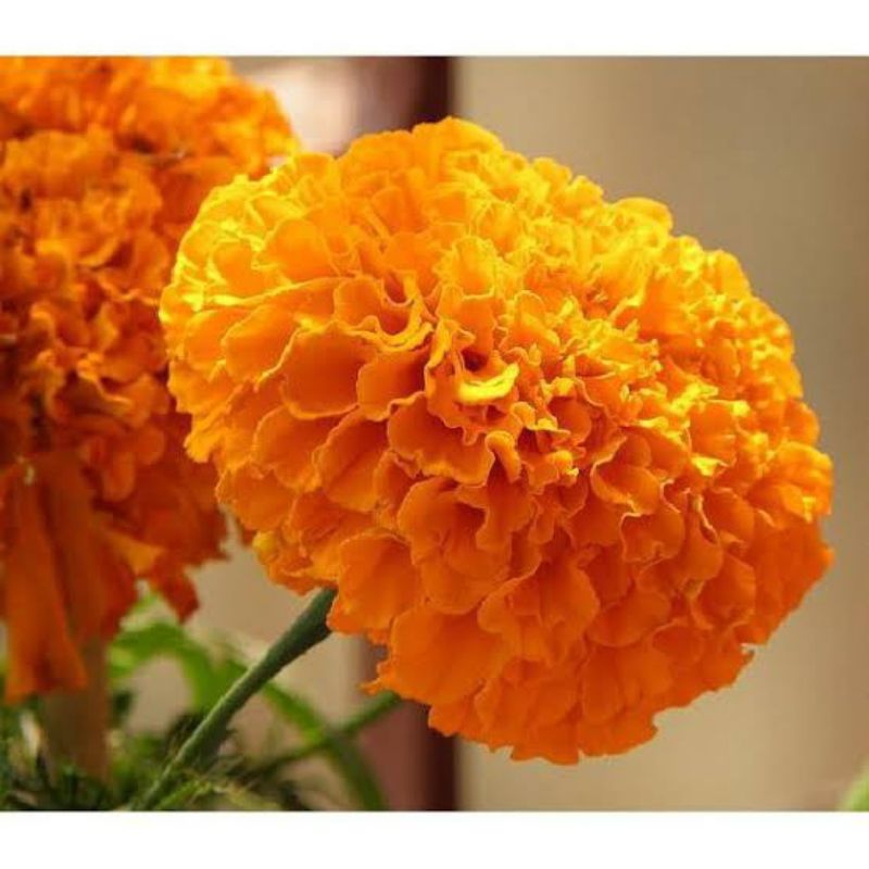 Jual (REPACK 5 BUTIR) Bibit Benih BUNGA MARIGOLD kemasan REPACK isi 5 ...