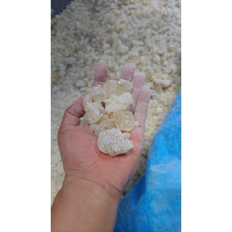 Jual getah damar | Shopee Indonesia