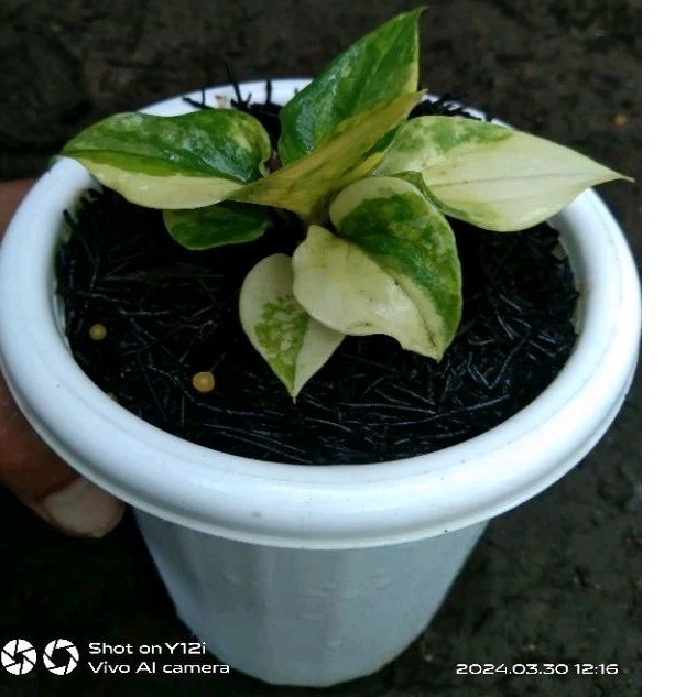 Jual anturium jemani karakter | Shopee Indonesia