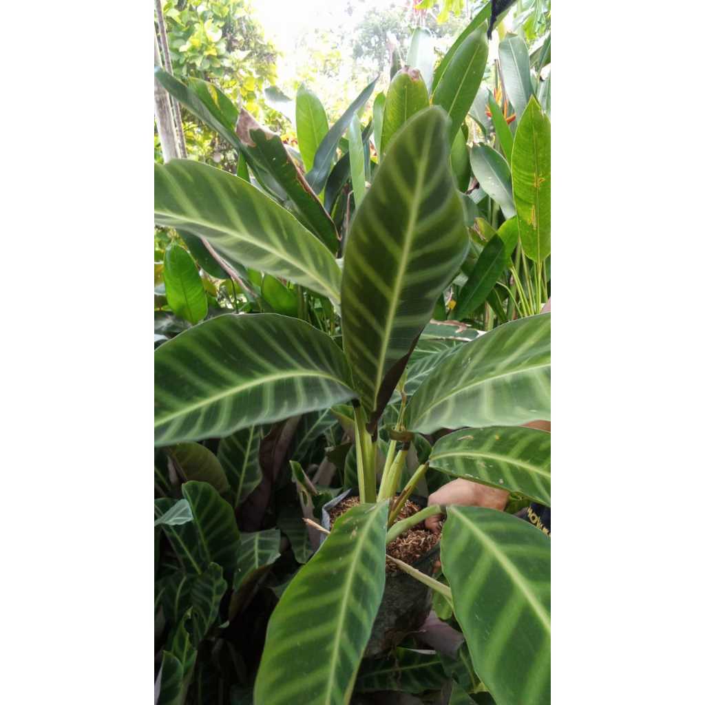 Jual Tanaman hias Calathea Zebrina - Zebra Plant - Pisang ster ...