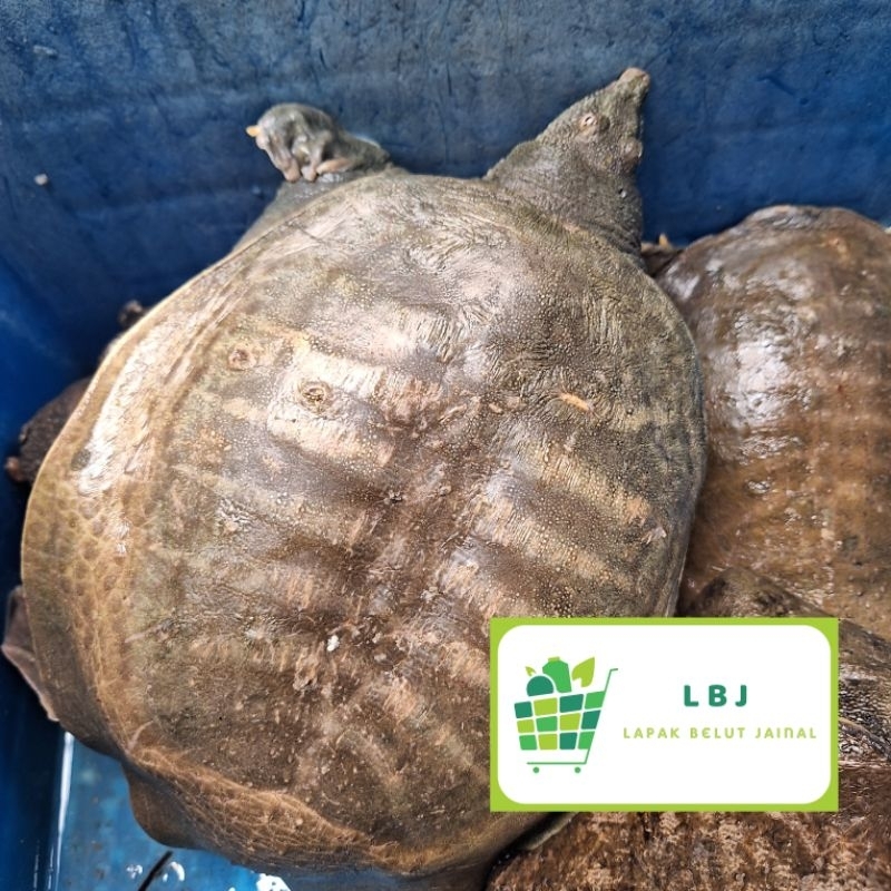 Jual pio / labi / bulus per 1 kg | Shopee Indonesia