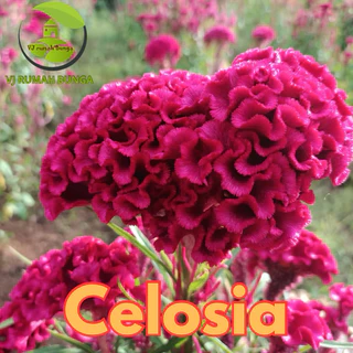 Jual Bunga Celosia Terlengkap & Harga Terbaru Mei 2024 | Shopee Indonesia