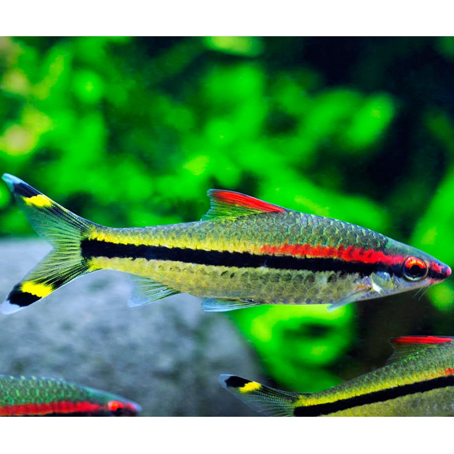 Jual Ikan Puntius Denisonii / Pontius Denisoni / Red Line Torpedo Barb ...