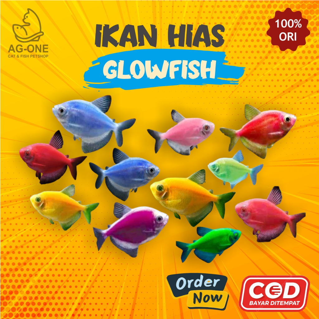 Jual IKAN GLOWFISH TETRA WARNA RAINBOW SCHOOLING FISH GLOW IN DARK | Shopee Indonesia