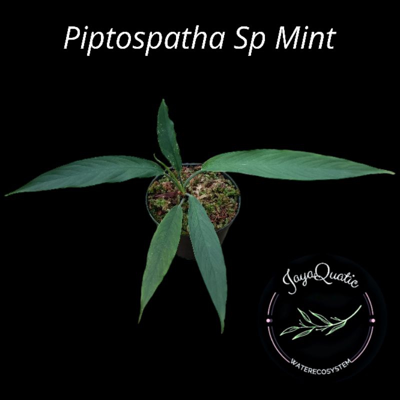 Jual Piptospatha Sp Mint "Borneo" - Tanaman Hias Paludarium Jungleplant ...
