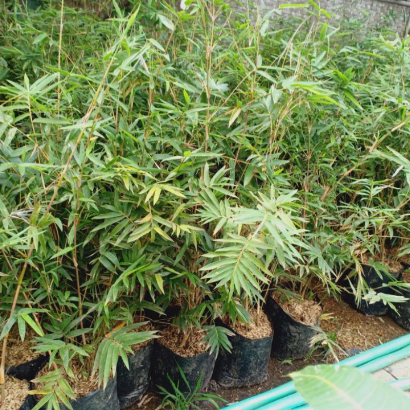 Jual TANAMAN BAMBU MINI KUNING | Shopee Indonesia