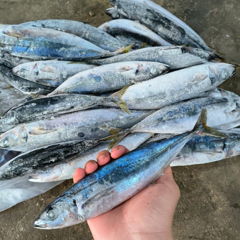 Jual Ikan Layang Biru / Layang Jumbo 500gr | Shopee Indonesia