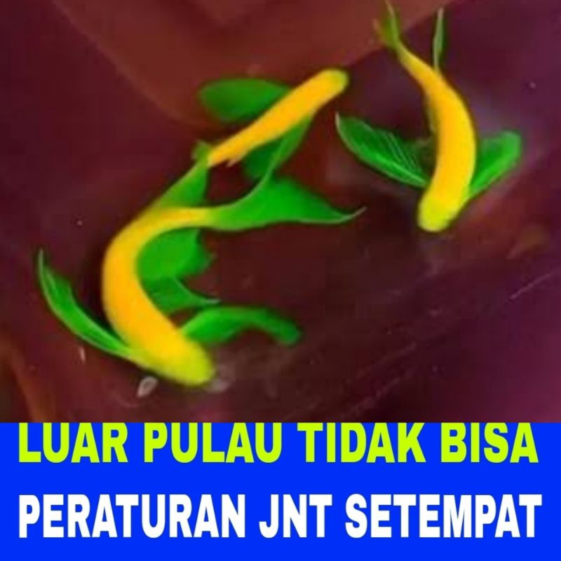 Jual ikan hias danio slayer mix bonus pakan bergaransi | Shopee Indonesia