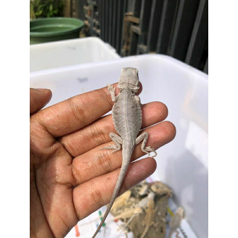 Jual bearded dragon hypo zero lb het trans | Shopee Indonesia