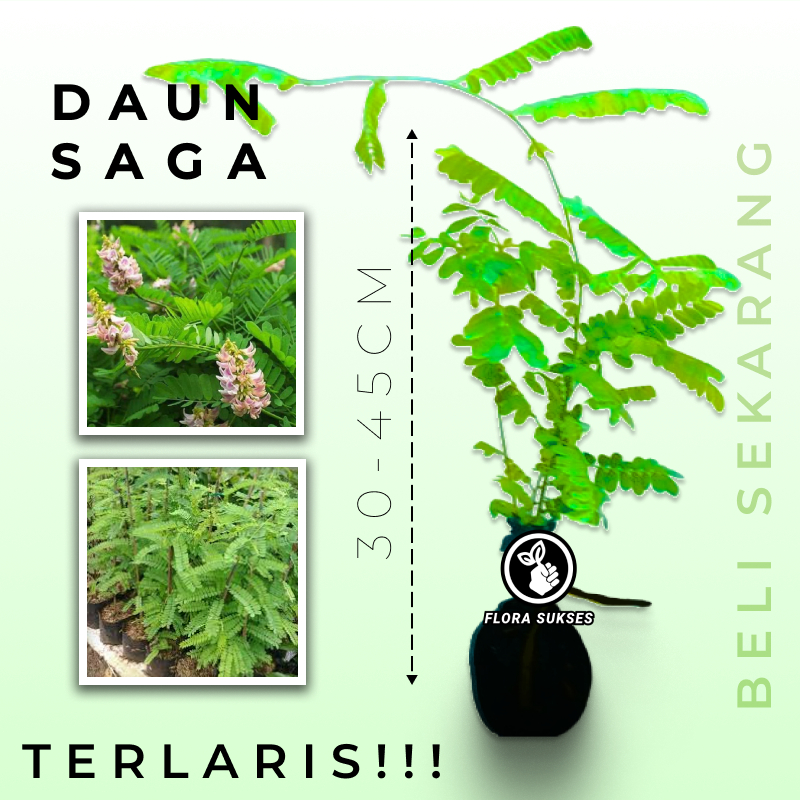 Jual Tanaman Obat Daun Saga Rambat Obat Batuk Dan Sariawan | Shopee ...