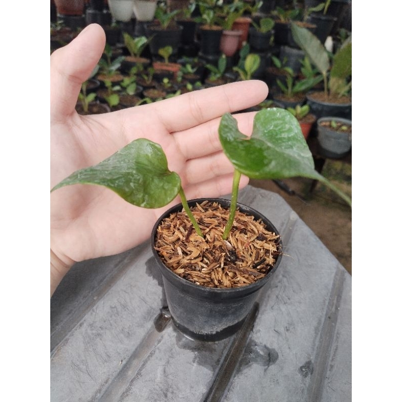 Jual anthurium corong x jemani ( karakter corong. daun tebal seperti ...