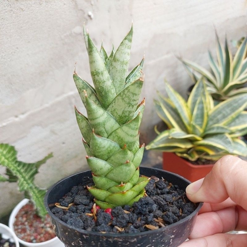 Jual Sansevieria Hybrid Pagoda / Tower | Shopee Indonesia