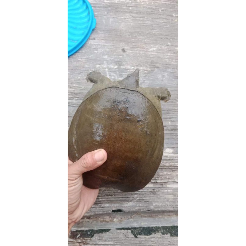 Jual LABI LABI AIR TAWAR / BULUS SUNGAI 500g -1kg | Shopee Indonesia