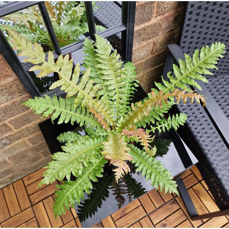 Jual tanaman pakis blechnum | Shopee Indonesia