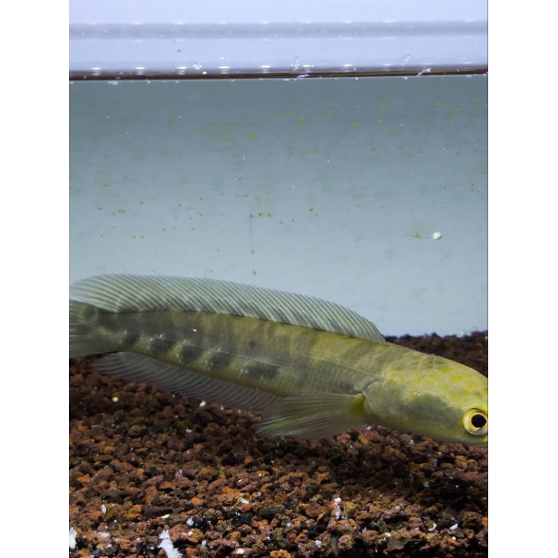 Jual Channa Yellow Sentarum Simet 66 17cm | Shopee Indonesia