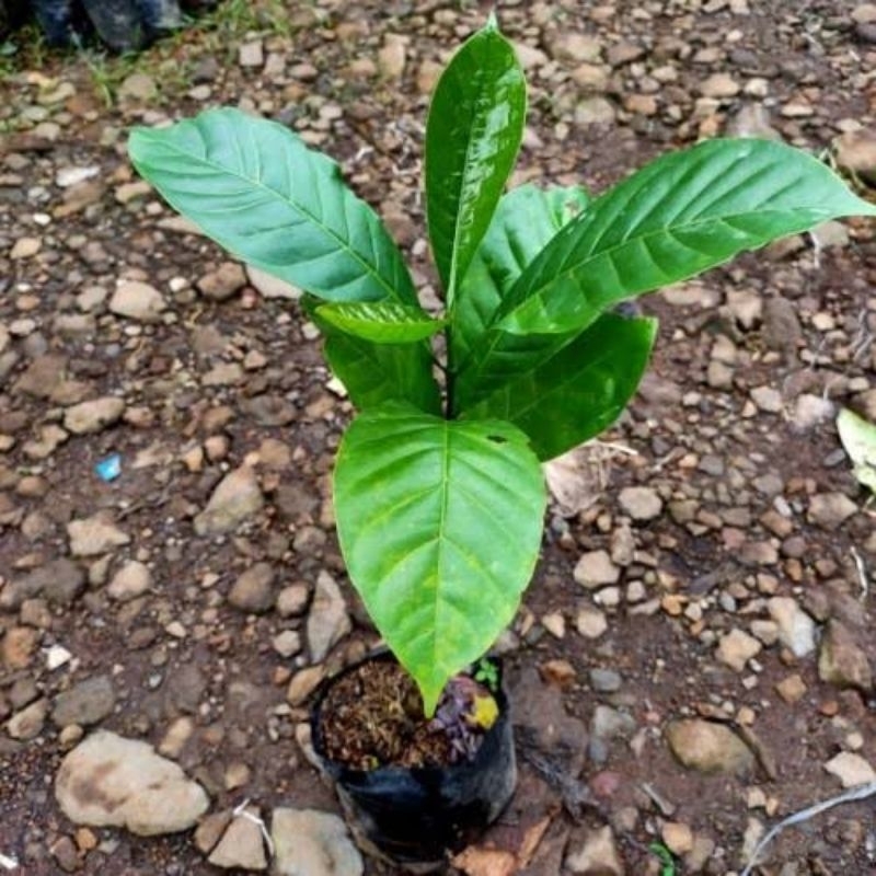 Jual Bibit benih pohon kopi Arabika unggul per 3 Pohon | Shopee Indonesia Jual Bibit benih pohon kopi Arabika unggul per 3 Pohon | Shopee Indonesia