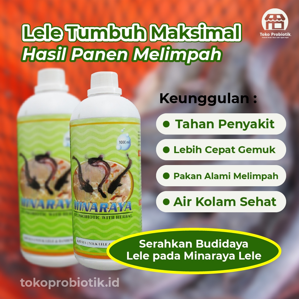 Jual Minaraya Lele: Probiotik Unggul untuk Kesehatan dan Produktivitas ...