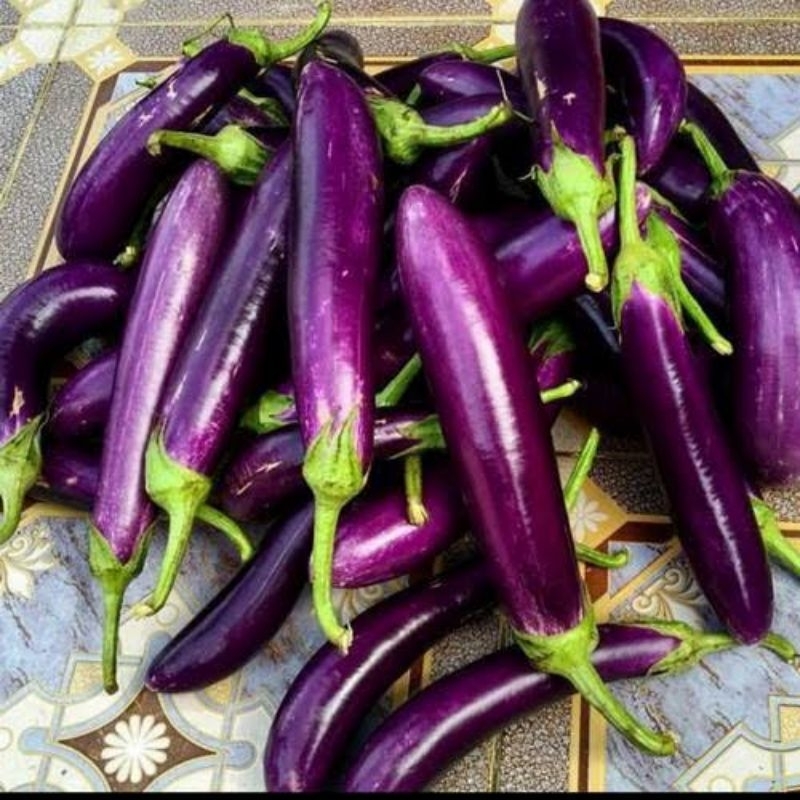 Jual Terong Ungu Segar Super Baru Panin 1kg/500gram | Shopee Indonesia