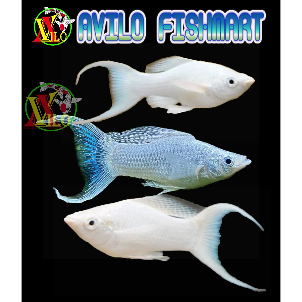 Jual ikan hias aquascape molly moli cagak platinum putih badan panjang ...