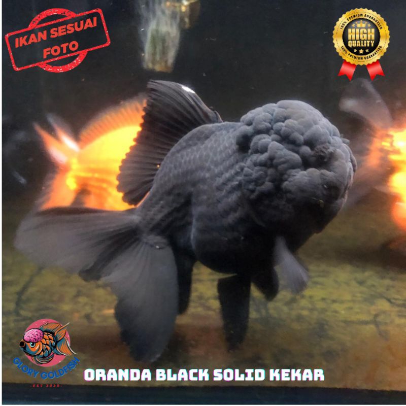 Jual Ikan Mas Koki Oranda Black Hitam HIGH QUALITY / Ikan Koki Black ...