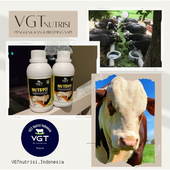 Jual vgt vitamin penggemuk sapi suplemen nutrisi ternak | Shopee Indonesia
