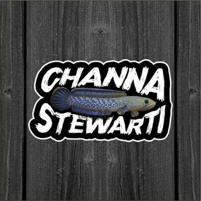 Jual sticker channa stewarti sz 15cm | Shopee Indonesia