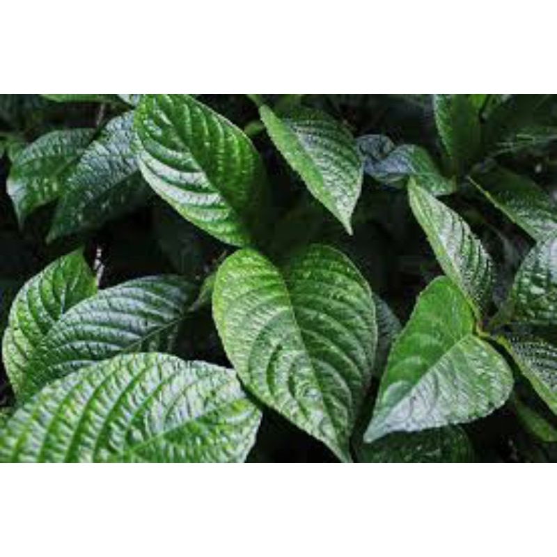 Jual Daun Keji Beling/Pecah Beling Herbal 500gram | Shopee Indonesia