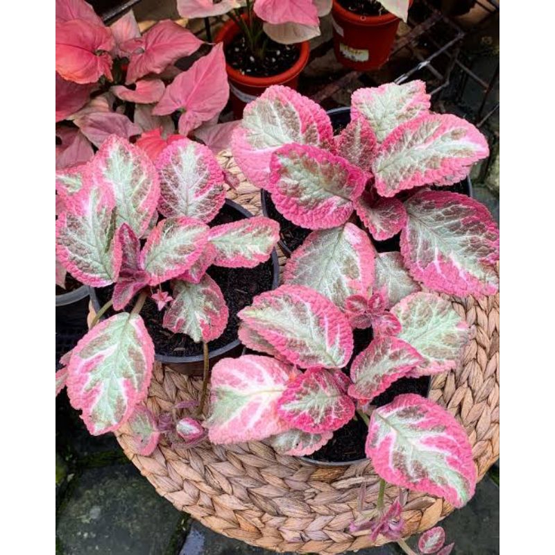 Jual Episcia Import Cleopatra - Bunga Gantung Episcia episia | Shopee ...