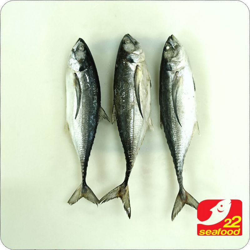 Jual Ikan Tengkek 1 kg / Hard Tail Fish / Seafood 22 | Shopee Indonesia