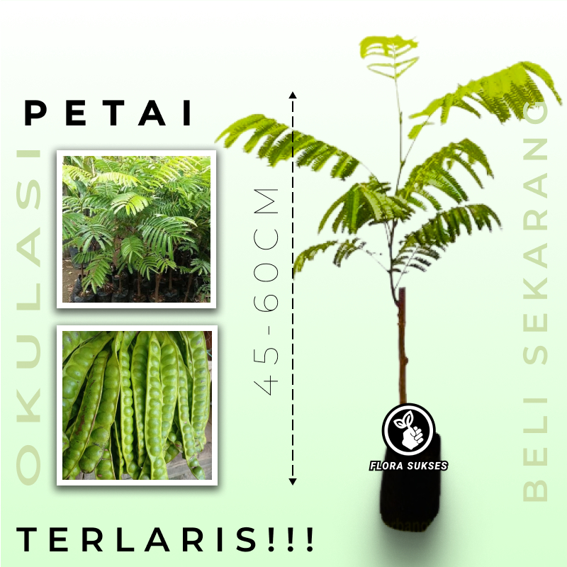 Jual Bibit Pete Bibit Petai Pohon Pete Hasil Okulasi Cepat Berbuah ...