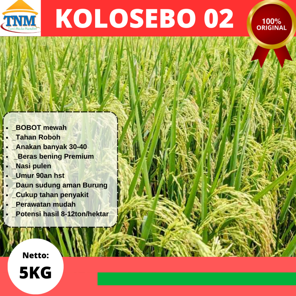 Jual Biji Padi Unggul Kolosebo 02 (5KG) | Shopee Indonesia