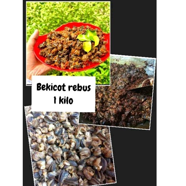 Jual Daging bekicot 02 bersih 1 kg sudah direbus siap masak krengsengan ...