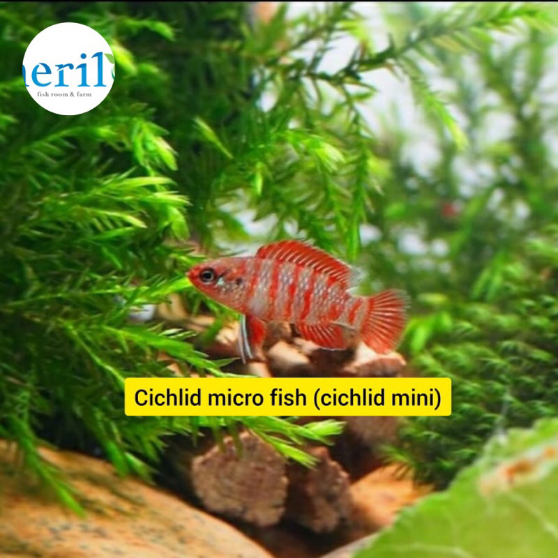 Jual Red Badis / Dario | Shopee Indonesia