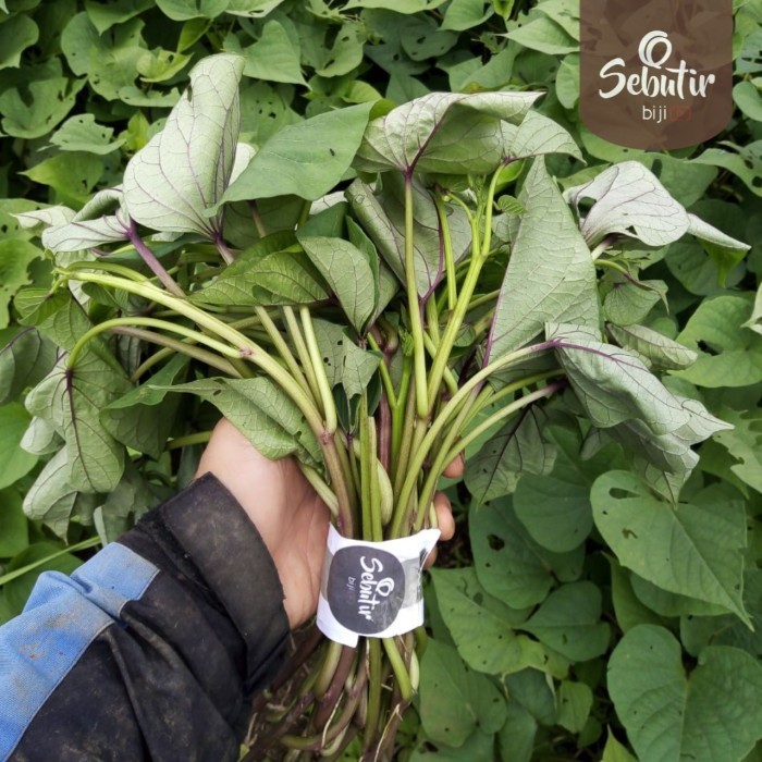 Jual Bibit ubi jalar Stek ubi ase putih sbj6 isi 10 batang | Shopee ...