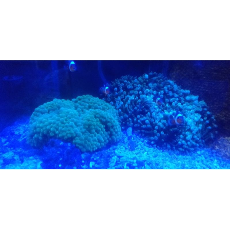 Jual Anemon jagung (Rumah Nemo) | Shopee Indonesia