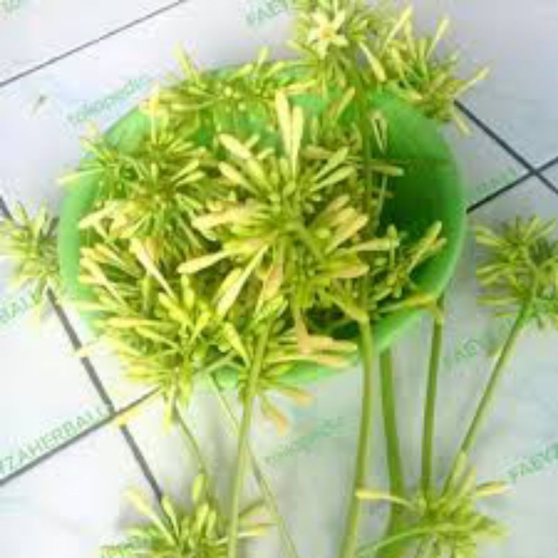 Jual bunga/kembang pepaya gantung | Shopee Indonesia