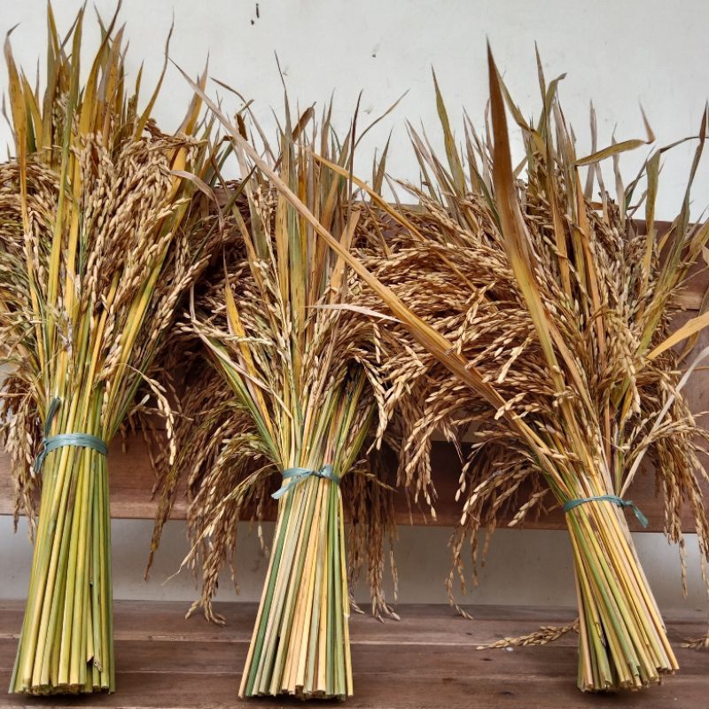 Jual Padi 10 ikat isi total 1000an tangkai | Shopee Indonesia