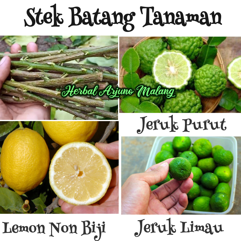 Jual 5pcs Stek Batang Tanaman Jeruk Purut, Limau Limo, Lemon Tanpa Biji ...