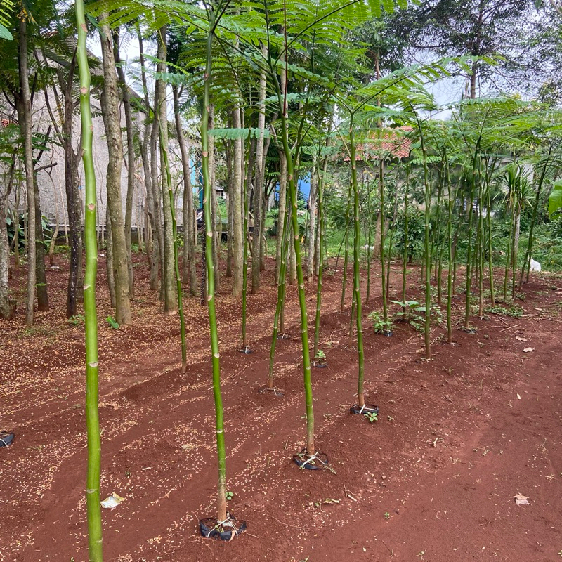 Jual ( BISA COD ) Pohon Solobium 2 meter - Tanaman Hias Solobium ...