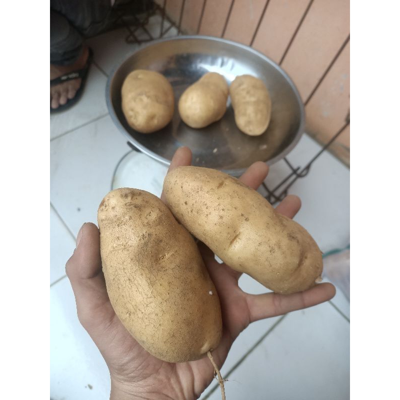 Jual Sayuran Kentang FRESH ukuran Super lsi ( 5-6 pcs/KG ) | Shopee ...