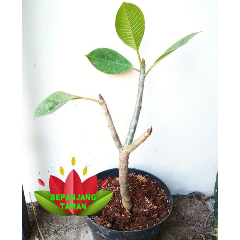 Jual Tanaman Hias Kamboja Bali Bunga Red Sakura Tinggi ± 1 Meter / Stek ...