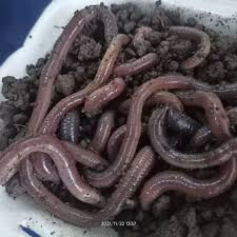 Jual cacing kalung kebo untuk umpan pancing packing bambu dijamin aman ...