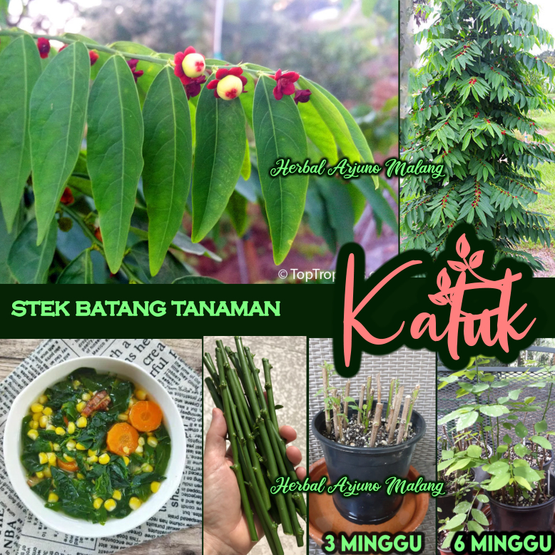 Jual 5 pcs Stek Batang Tanaman Katuk Cekur Pucuk Manis Obat Anemia Asam ...