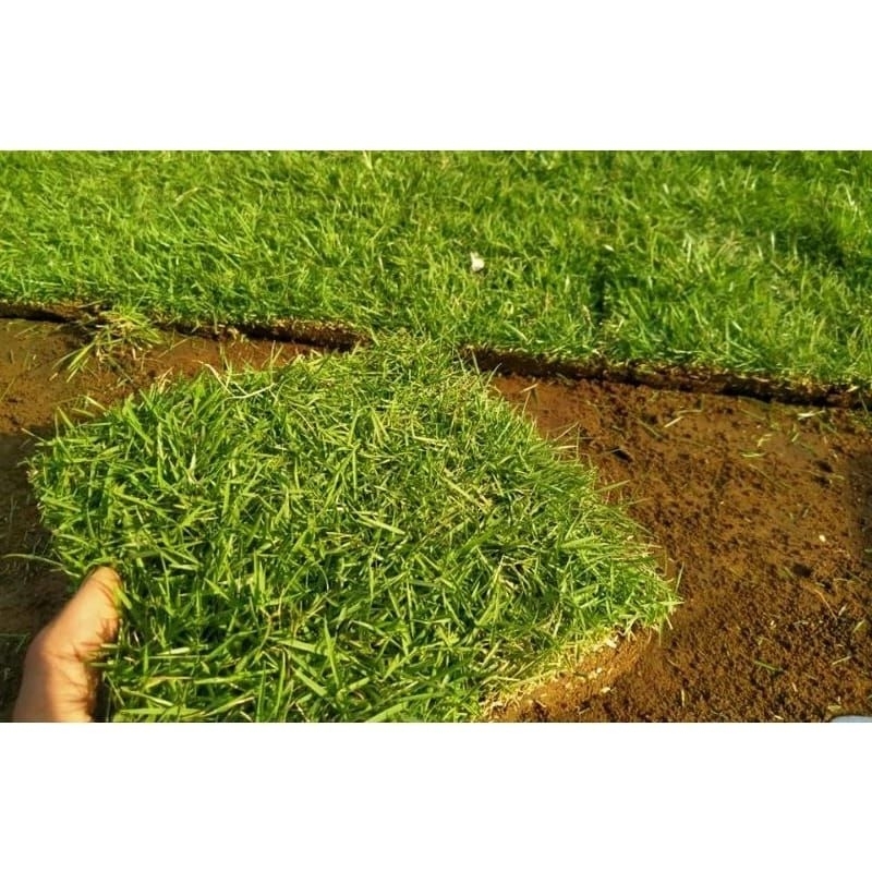 Jual MURAH!! RUMPUT PEKING/JEPANG UK. 1 LEMPENG | Shopee Indonesia