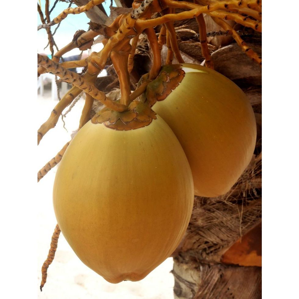 Jual Kelapa Gading Muda Kelapa Gading Kuning | Shopee Indonesia