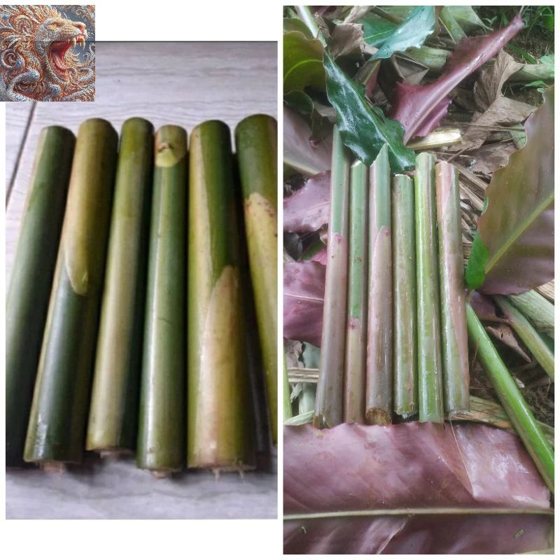 Jual Batang pohon kecombrang muda fresh 1 kg | Shopee Indonesia